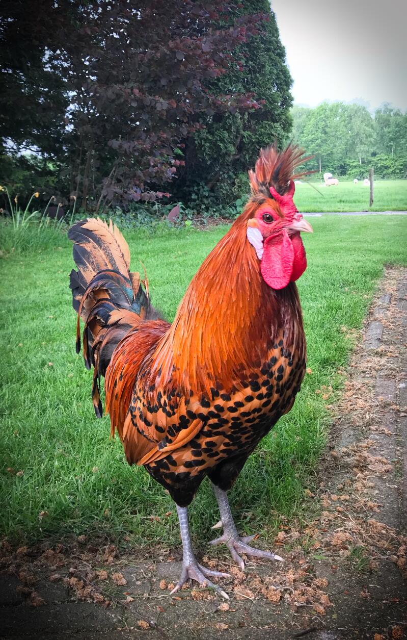 Appenzeller Spitzhauben Chickens | Appenzeller Spitzhauben For Sale
