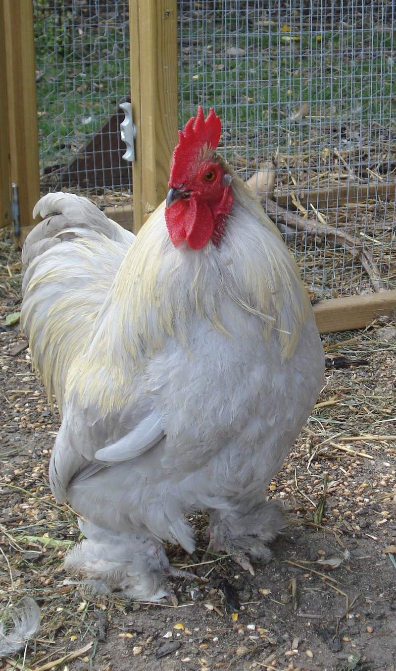 Pekin Bantam For Sale | Chickens | Breed Information | Omlet