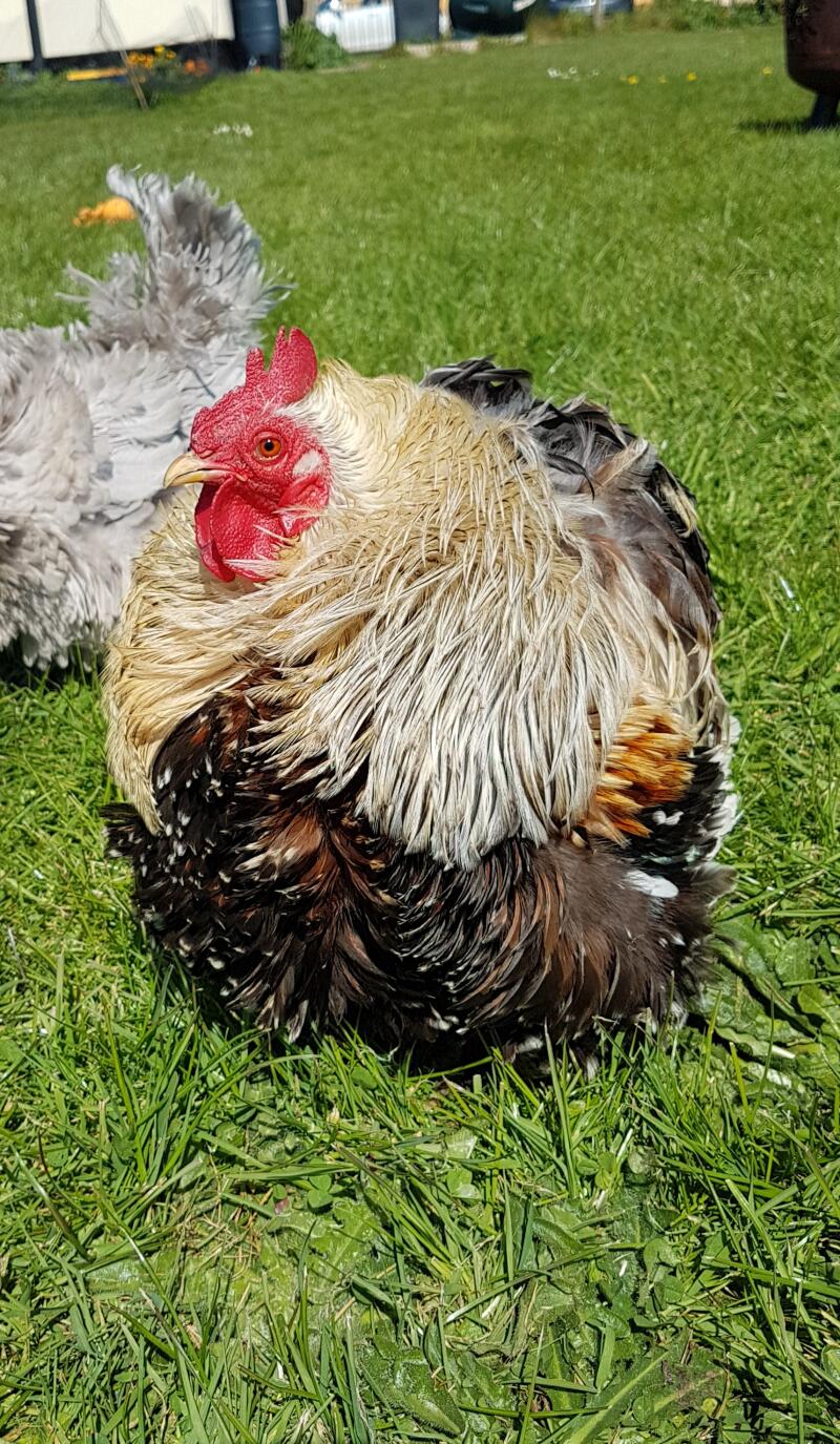 Frizzle Chickens | Frizzle For Sale