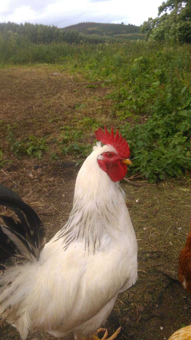 Sussex Chickens Sussex For Sale