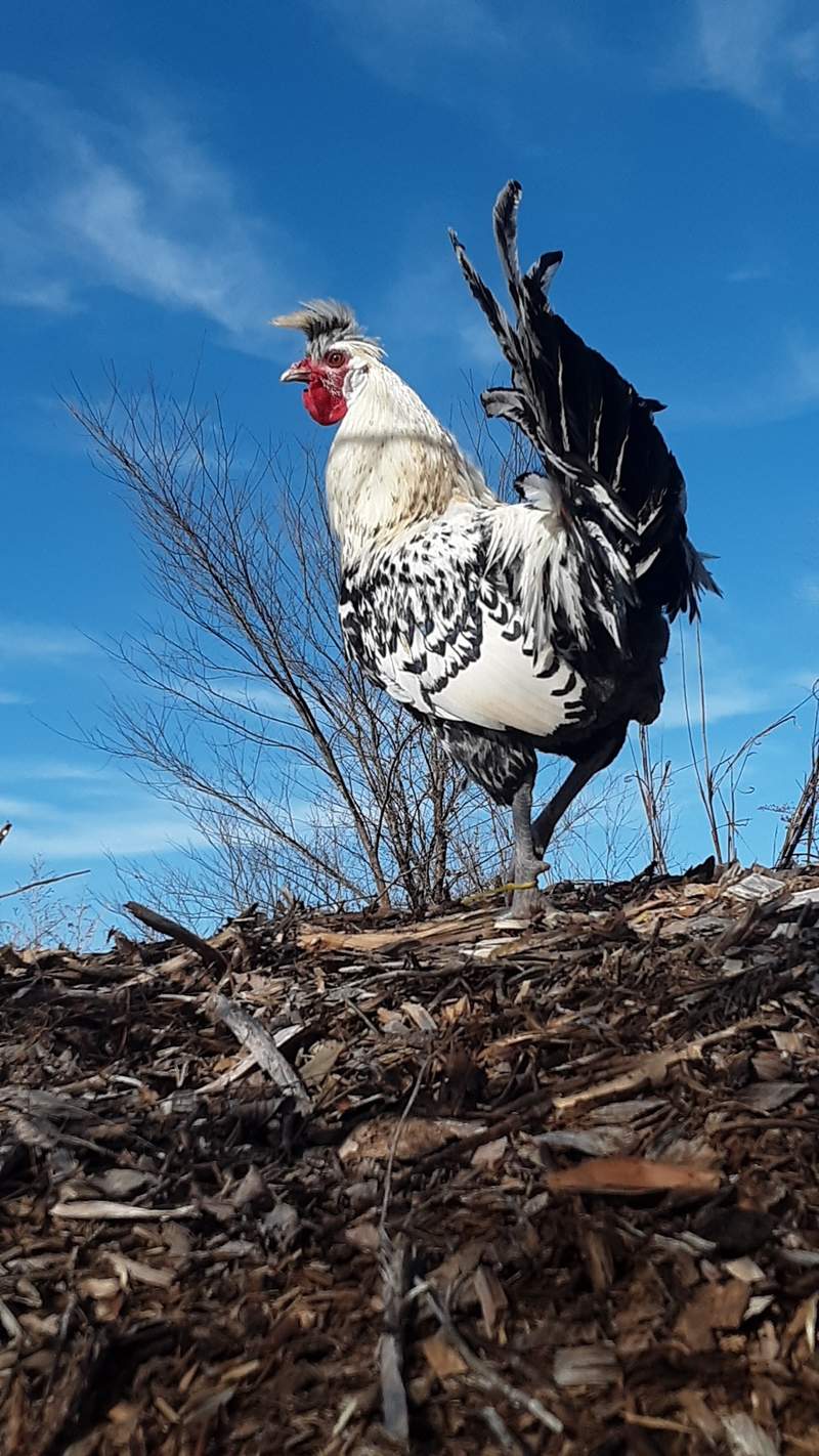 Appenzeller Spitzhauben Chickens | Appenzeller Spitzhauben For Sale