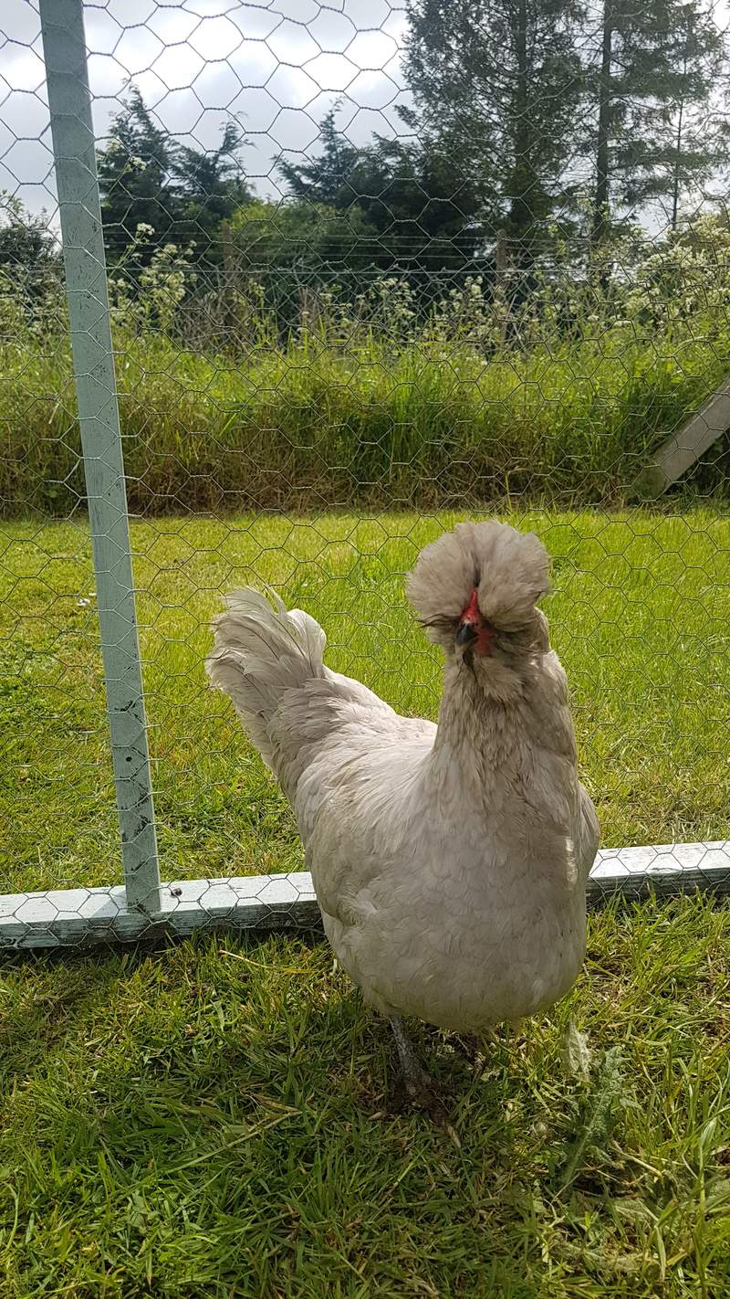 Araucana For Sale | Chickens | Breed Information | Omlet