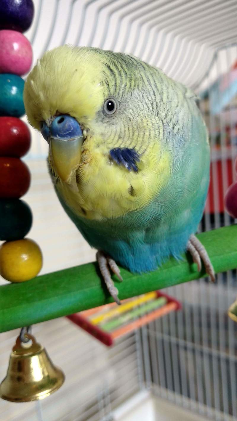 Parakeet Molting | Parakeet Behaviour | Parakeets | Guide | Omlet US