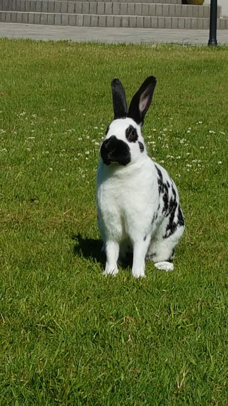English Rabbits | English For Sale
