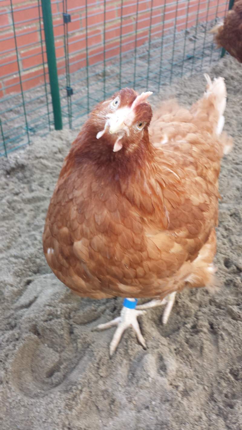 Ex-Battery Hen For Sale | Chickens | Breed Information | Omlet