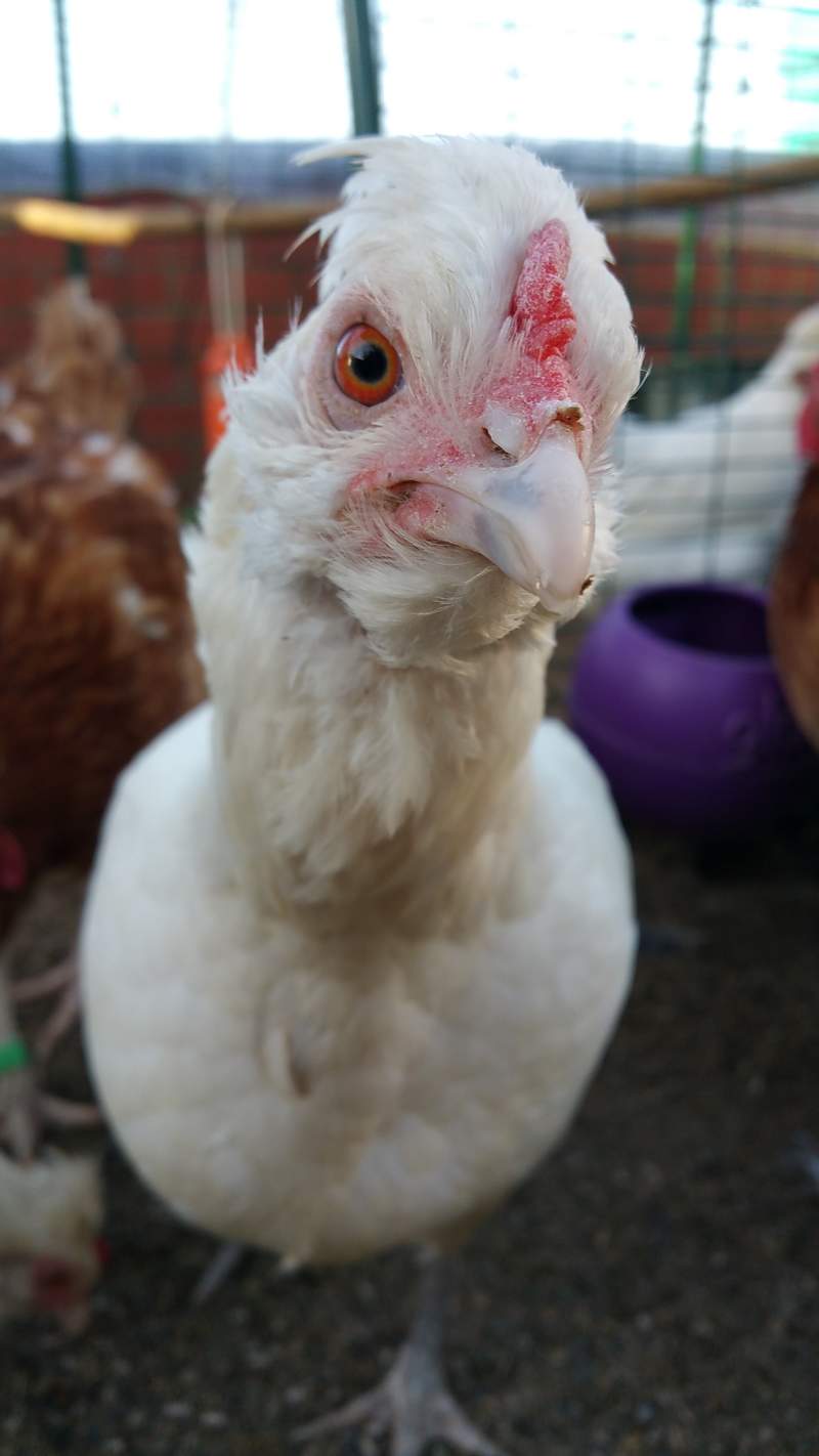 Hybrid For Sale | Chickens | Breed Information | Omlet