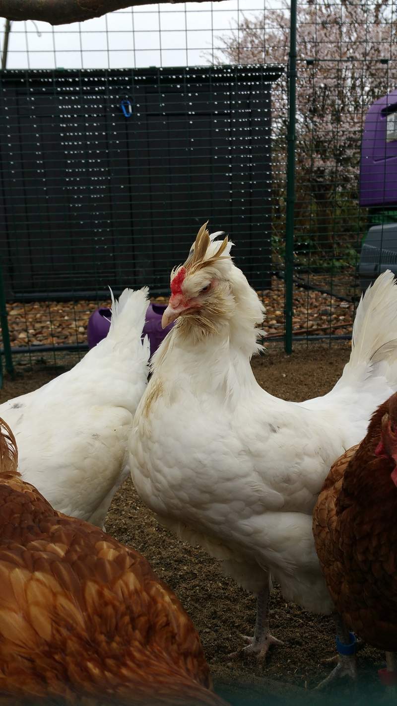 Hybrid For Sale | Chickens | Breed Information | Omlet
