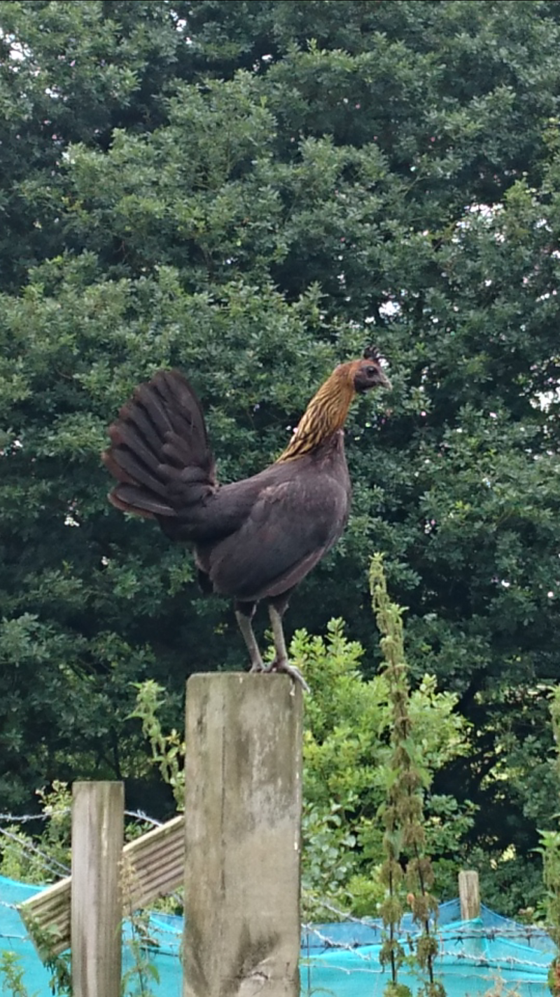 Old English Game For Sale | Chickens | Breed Information | Omlet