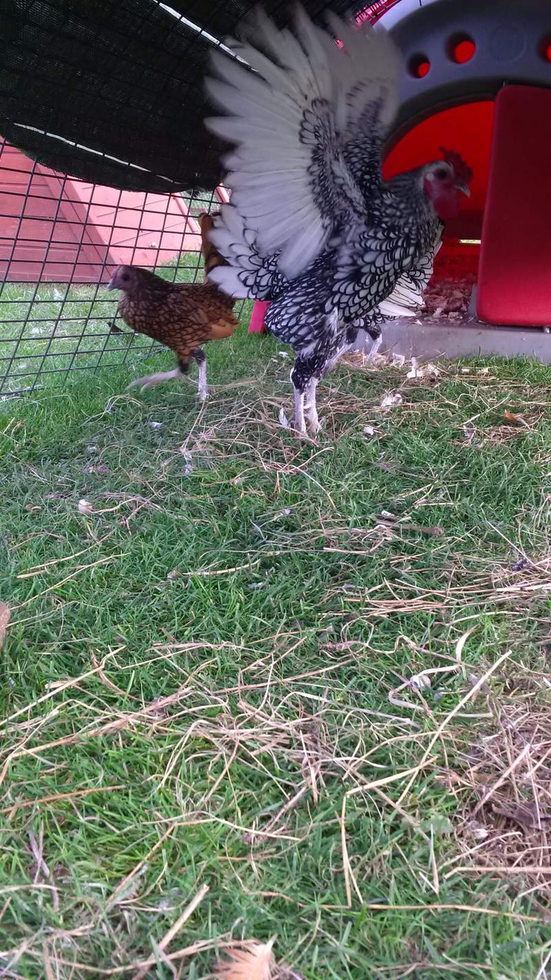 Sebright Chickens | Sebright For Sale