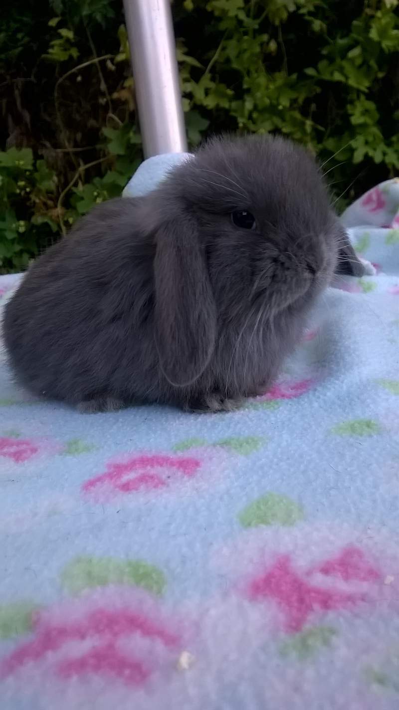Mini Lop For Sale | Rabbits | Breed Information | Omlet