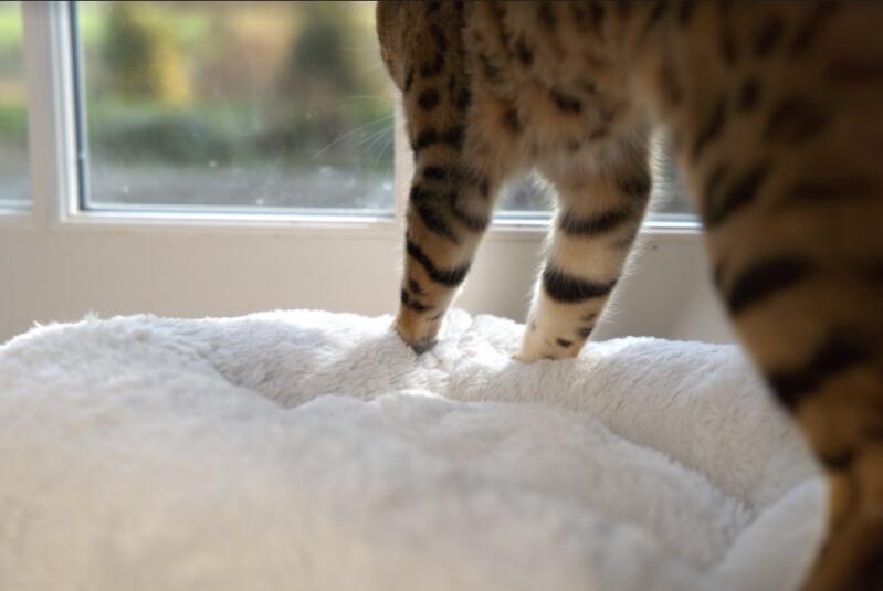 Maya® Donut Elevated Cat Bed | Cat Bed with Customizable Feet | Omlet ...