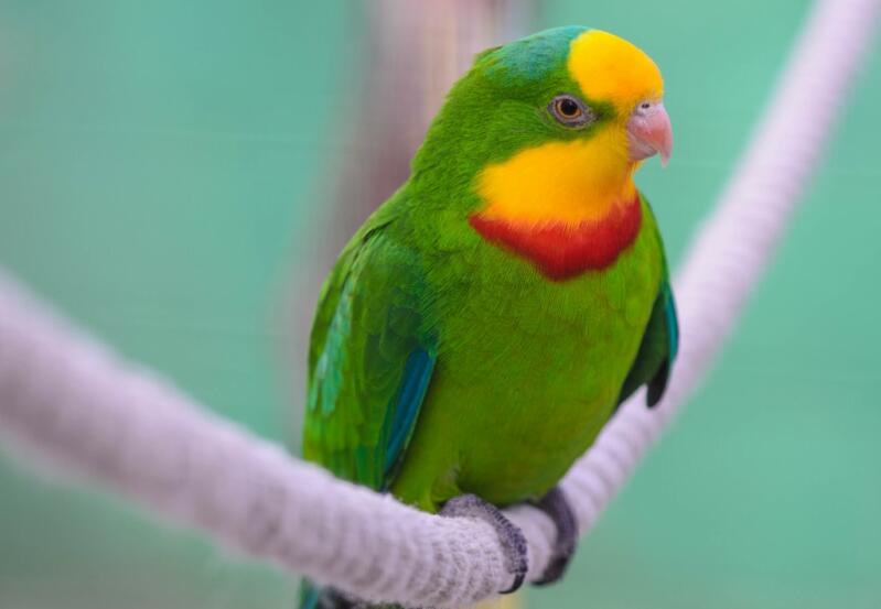 Superb Parrot