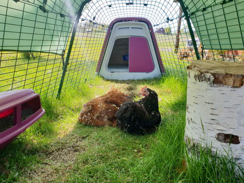 Modern Chicken Coop - Eglu Go | Omlet