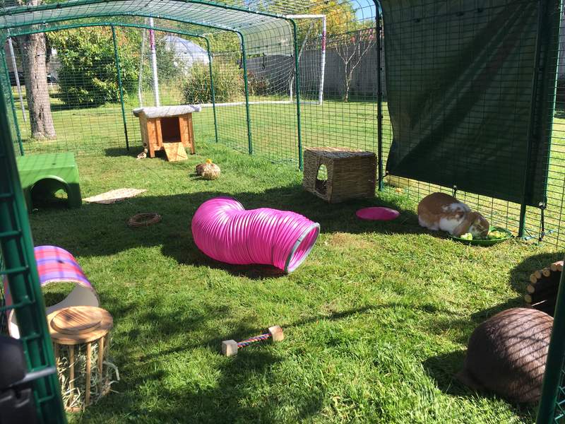 Outdoor Rabbit Run | Large Outdoor Rabbit Enclosure | Omlet