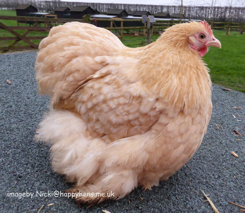 Pekin Bantam For Sale | Chickens | Breed Information | Omlet