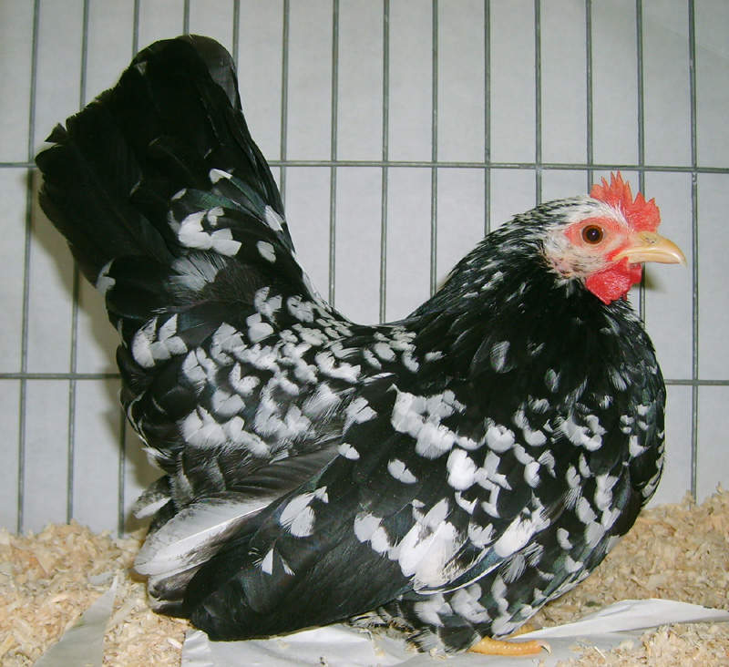 Japanese Bantam Chickens | Japanese Bantam For Sale