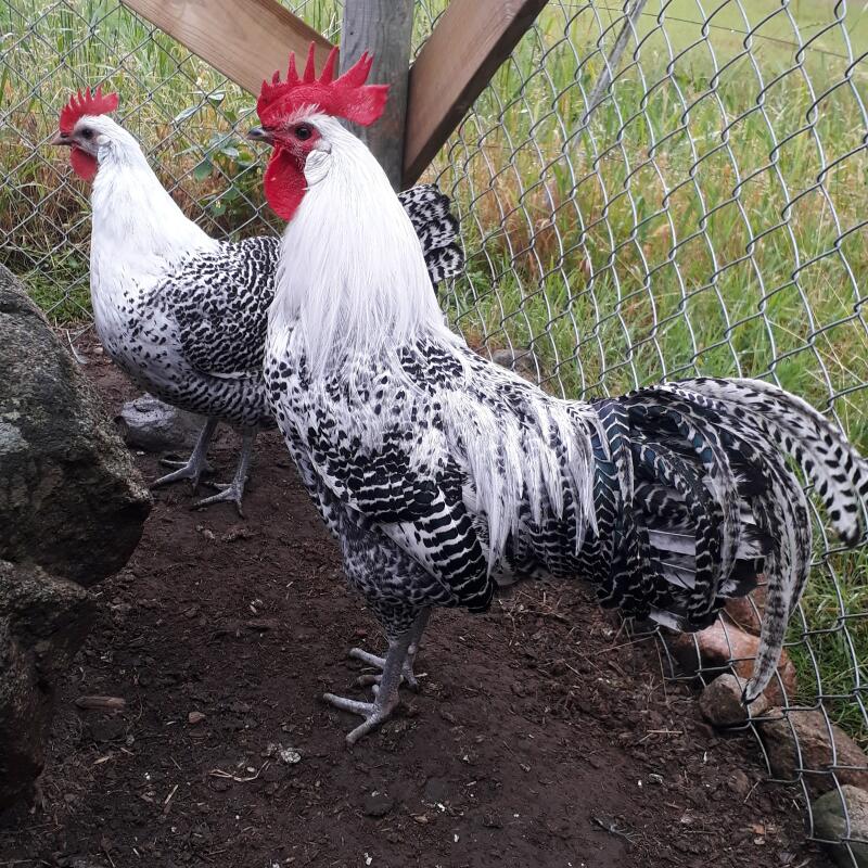 Brakel Chickens | Brakel For Sale