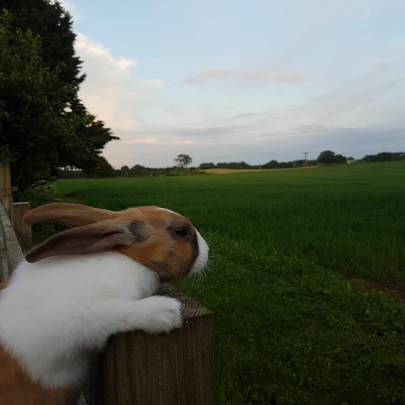 Dutch Rabbits | Dutch For Sale