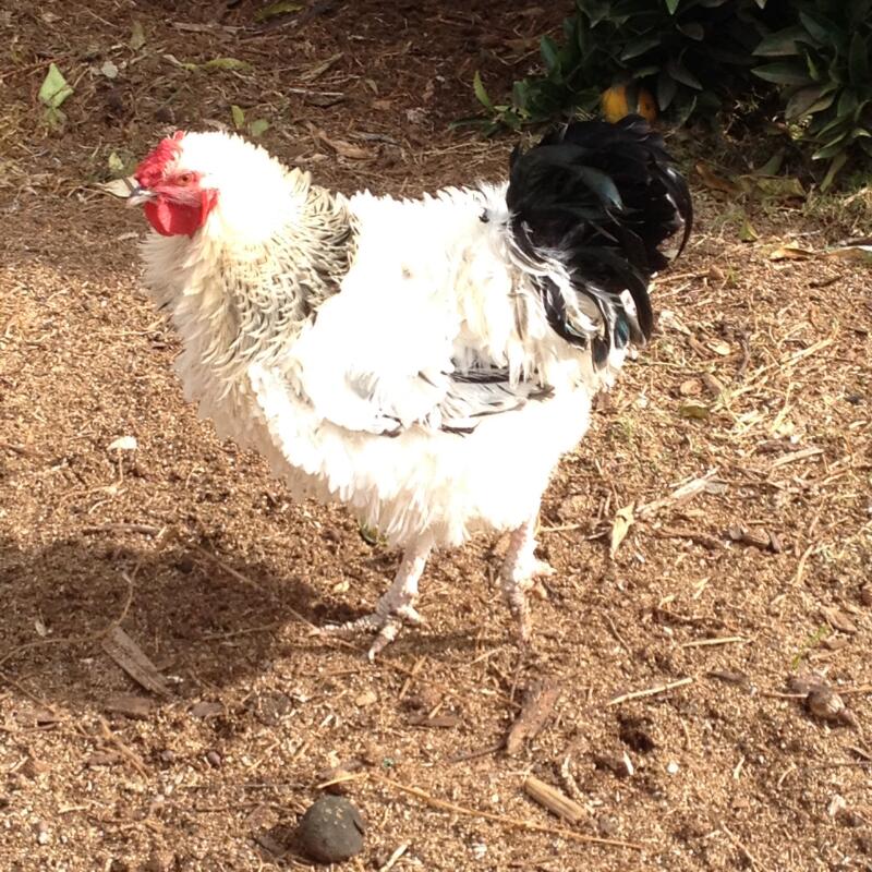 Frizzle Chickens | Frizzle For Sale