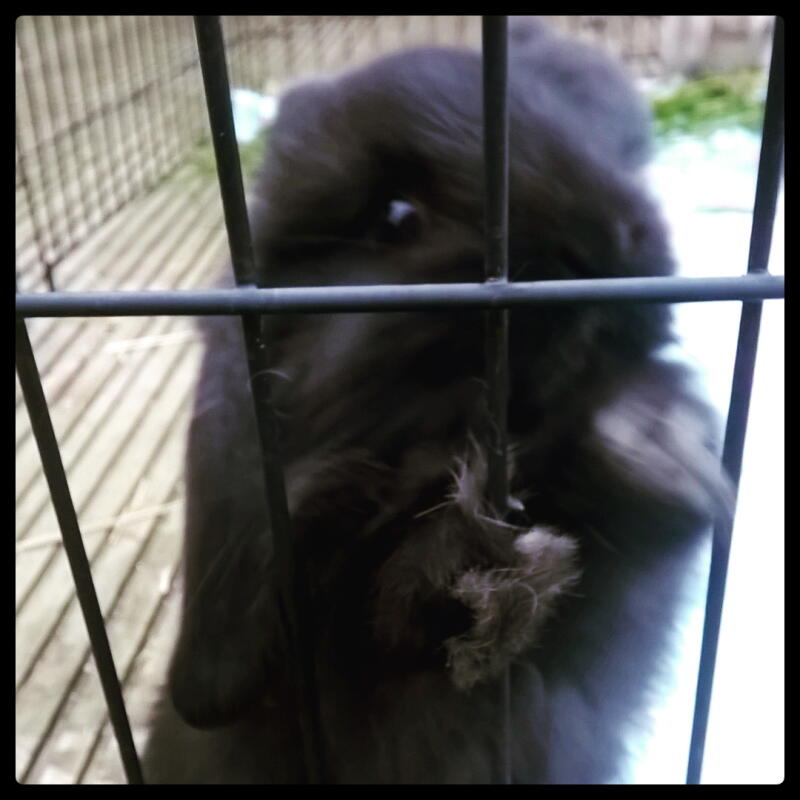 Mini Lop For Sale | Rabbits | Breed Information | Omlet