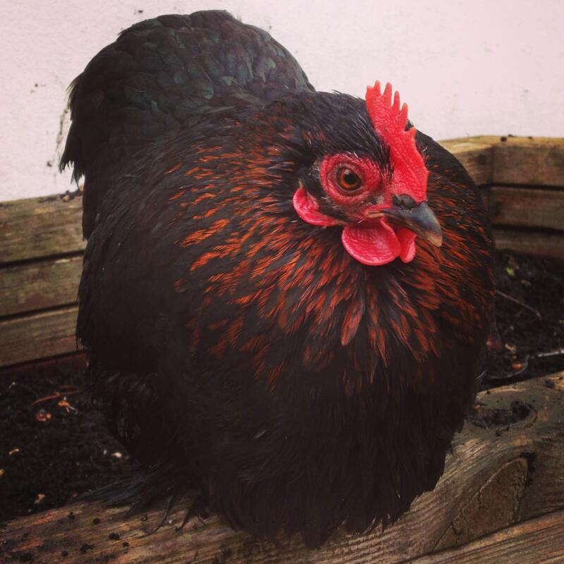 Pekin Bantam For Sale | Chickens | Breed Information | Omlet