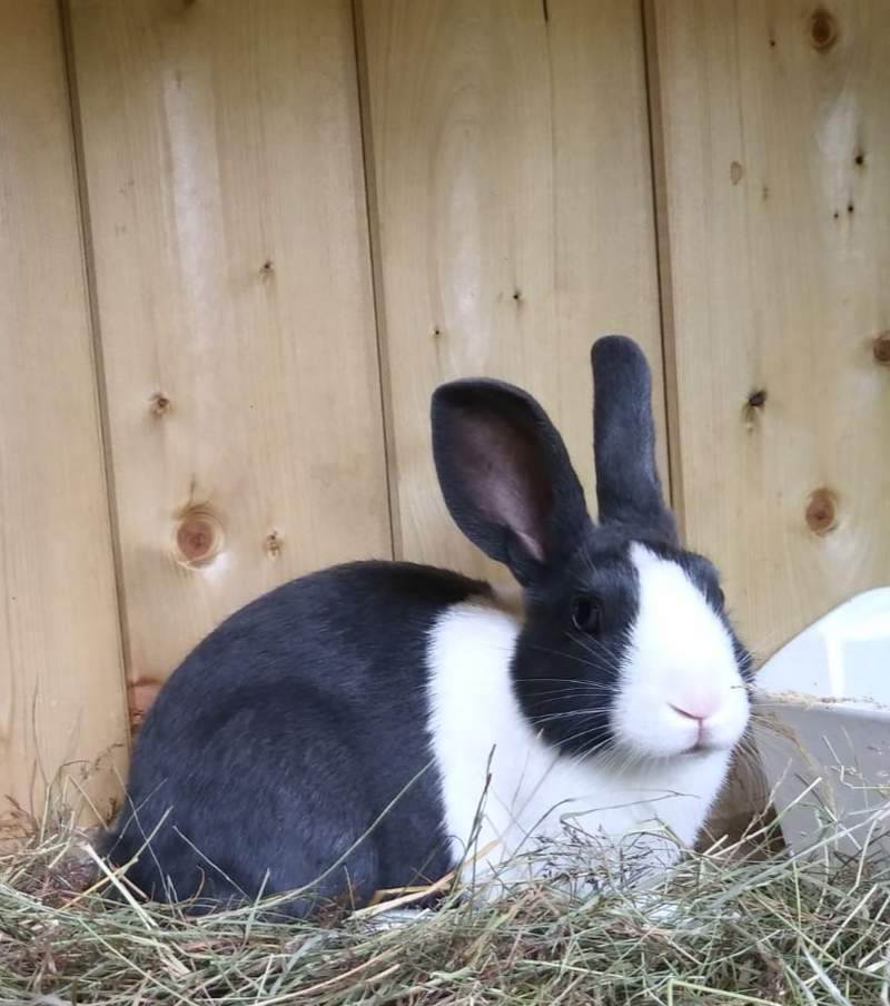 Dutch Rabbits | Dutch For Sale