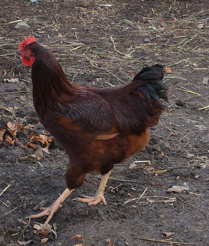 Sussex For Sale | Chickens | Breed Information | Omlet