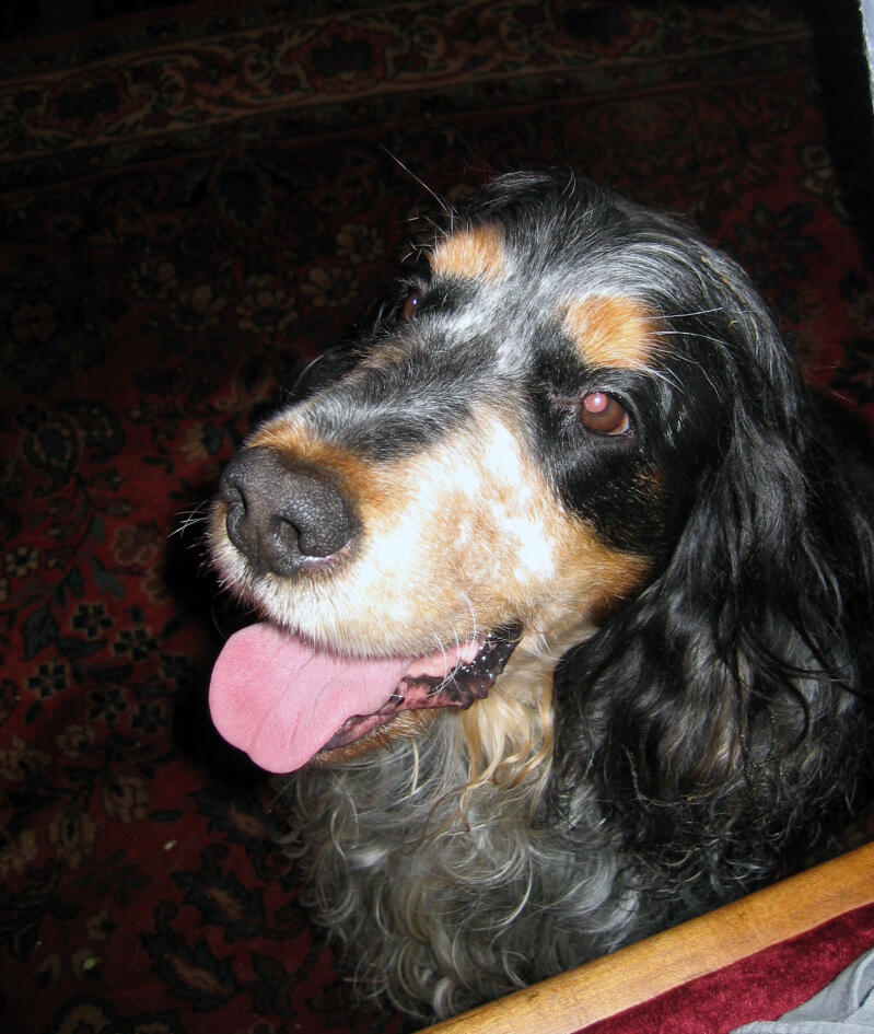 Springer Spaniel (English) | Dogs | Breed Information | Omlet