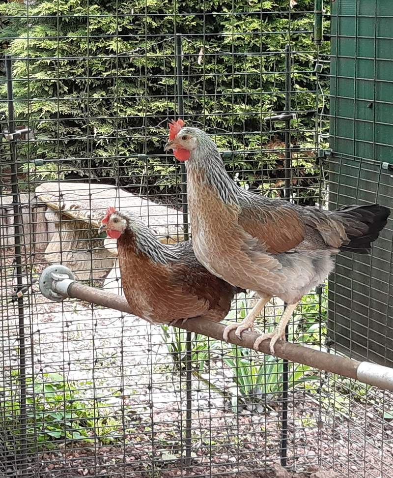 Omlet | The Omlet Chicken Perch | Chicken Coops, Walk in Chicken Runs ...