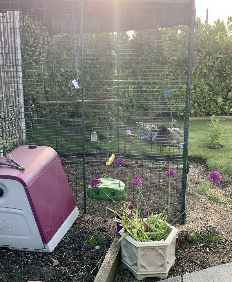 Omlet Walk in Chicken Runs | Large Outdoor Chicken Enclosure | Chicken ...