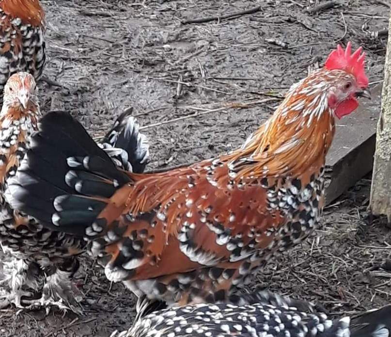 Booted Bantam For Sale | Chickens | Breed Information | Omlet