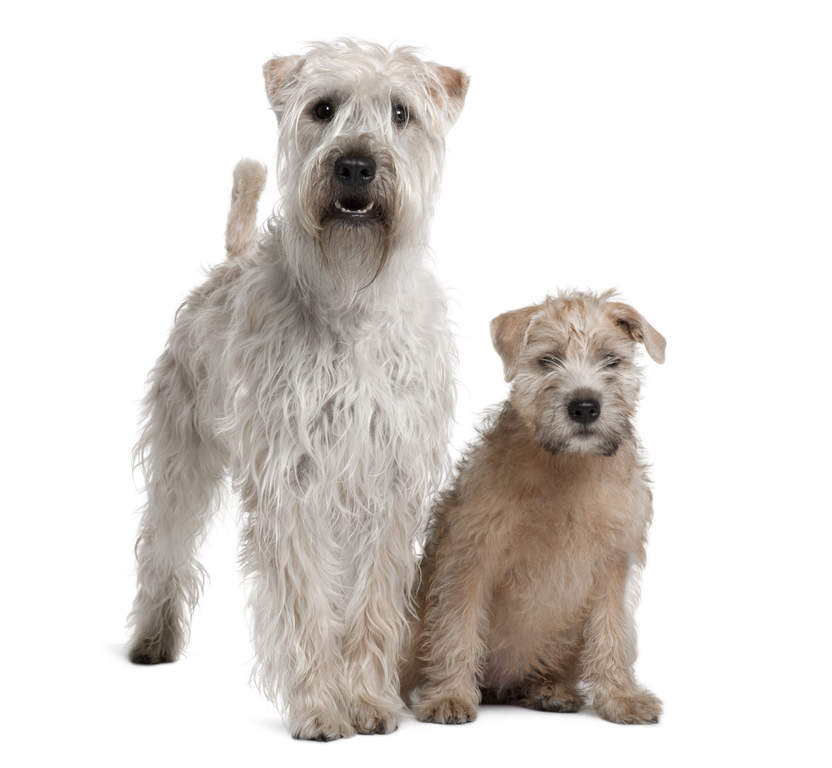 Soft Coated Wheaten Terrier | Dogs | Breed Information | Omlet