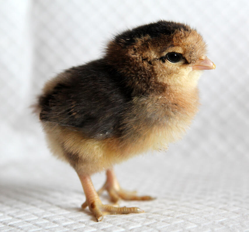 Araucana For Sale | Chickens | Breed Information | Omlet