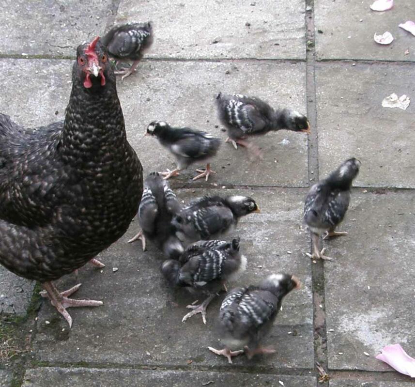 Marans For Sale | Chickens | Breed Information | Omlet