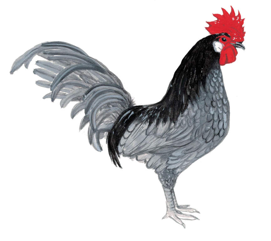 Andalusian For Sale | Chickens | Breed Information | Omlet