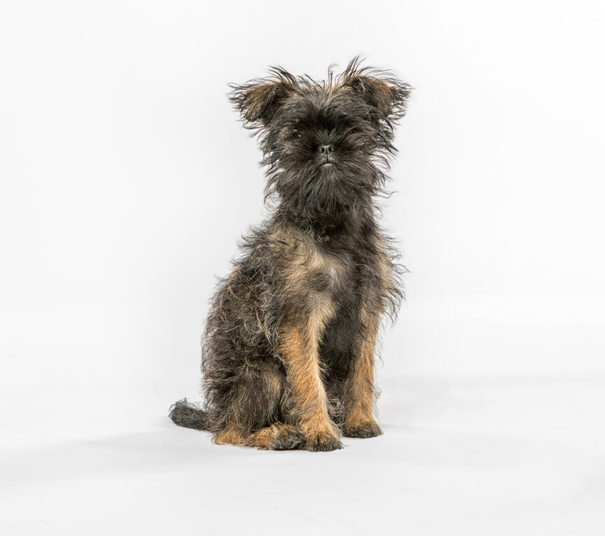 Affenpinscher | Dogs | Breed Information | Omlet