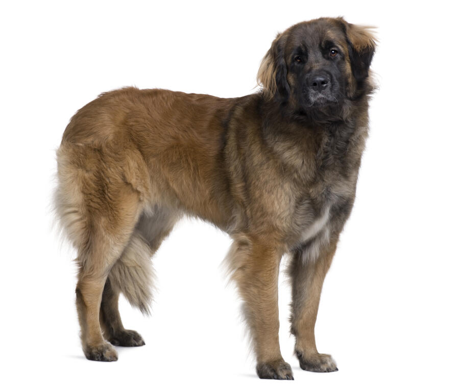Leonberger | Dogs | Breed Information | Omlet