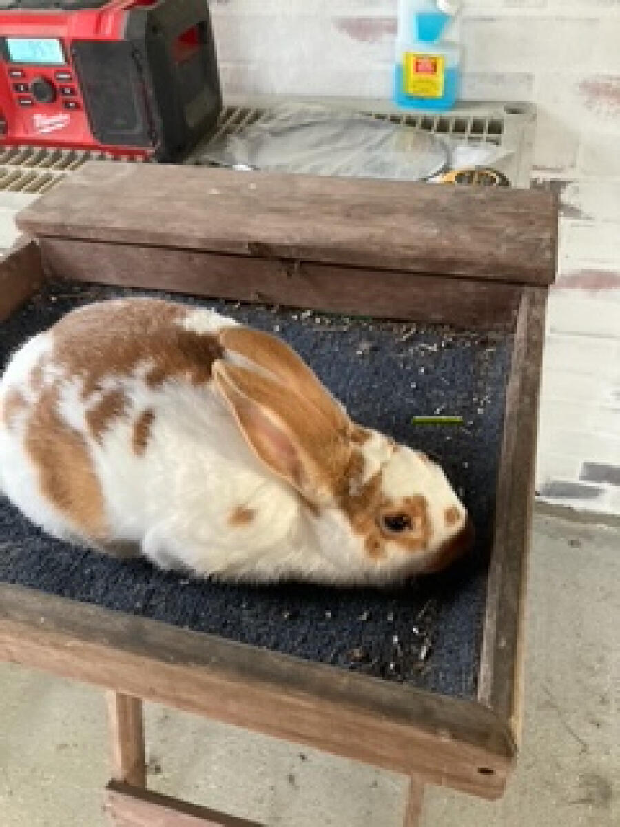 Rabbits | Breed Information | Omlet
