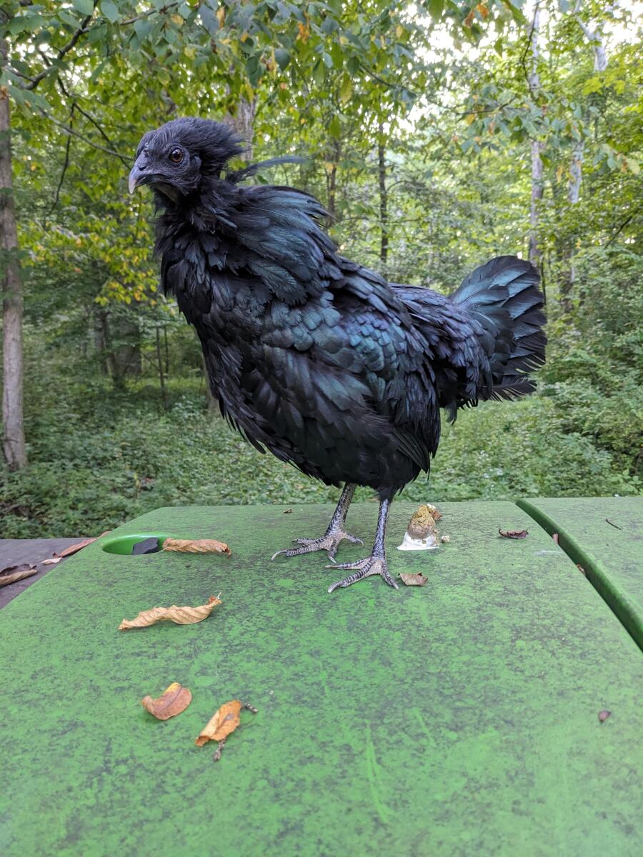 Chickens | Breed Information | Omlet