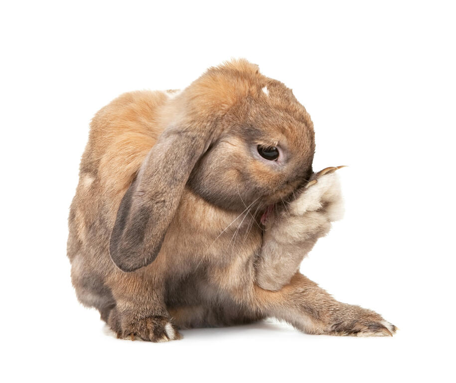 Dwarf Lop Rabbits | Dwarf Lop For Sale