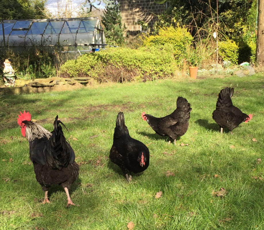 Chickens | Guide | Omlet US