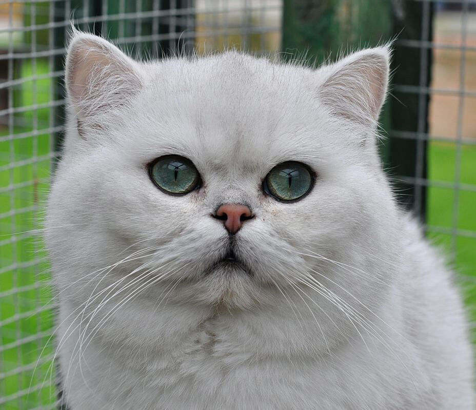 Cats | Guide | Omlet US