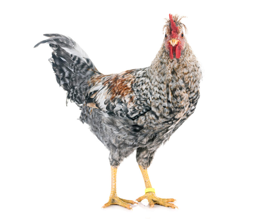 Cream Legbar Chickens | Cream Legbar For Sale | Chicken Breeds