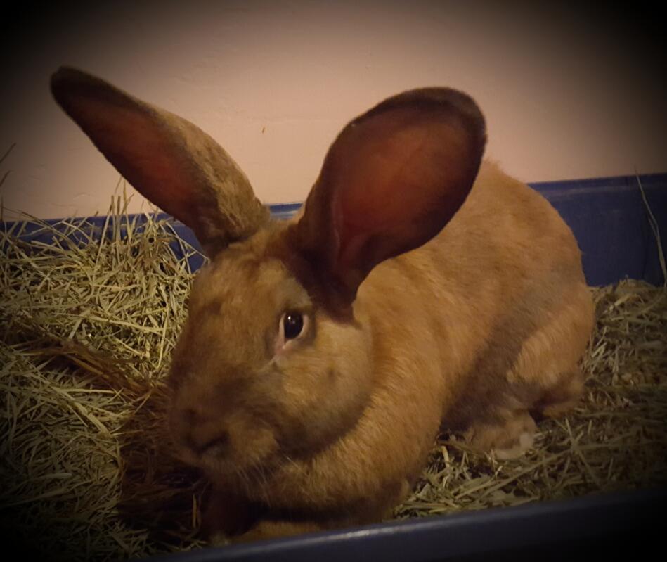 Flemish Giant For Sale | Rabbits | Breed Information | Omlet