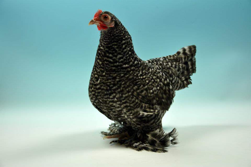 Booted Bantam For Sale | Chickens | Breed Information | Omlet