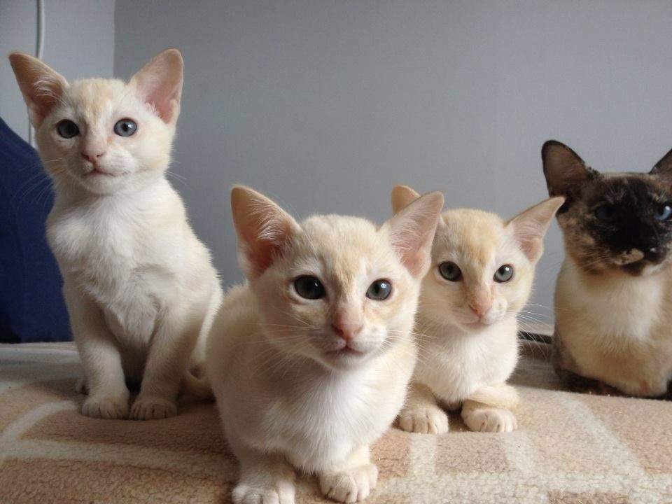 Cats | Guide | Omlet US