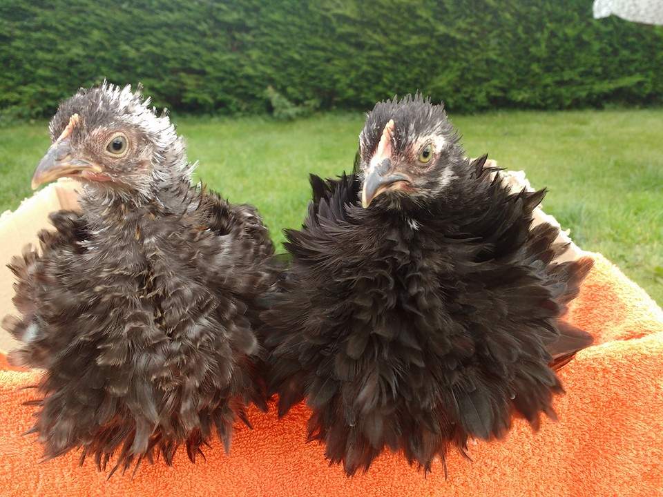 Frizzle For Sale | Chickens | Breed Information | Omlet