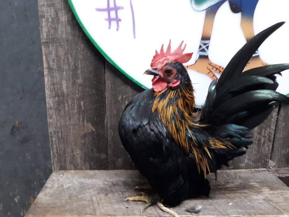 Serama For Sale | Chickens | Breed Information | Omlet