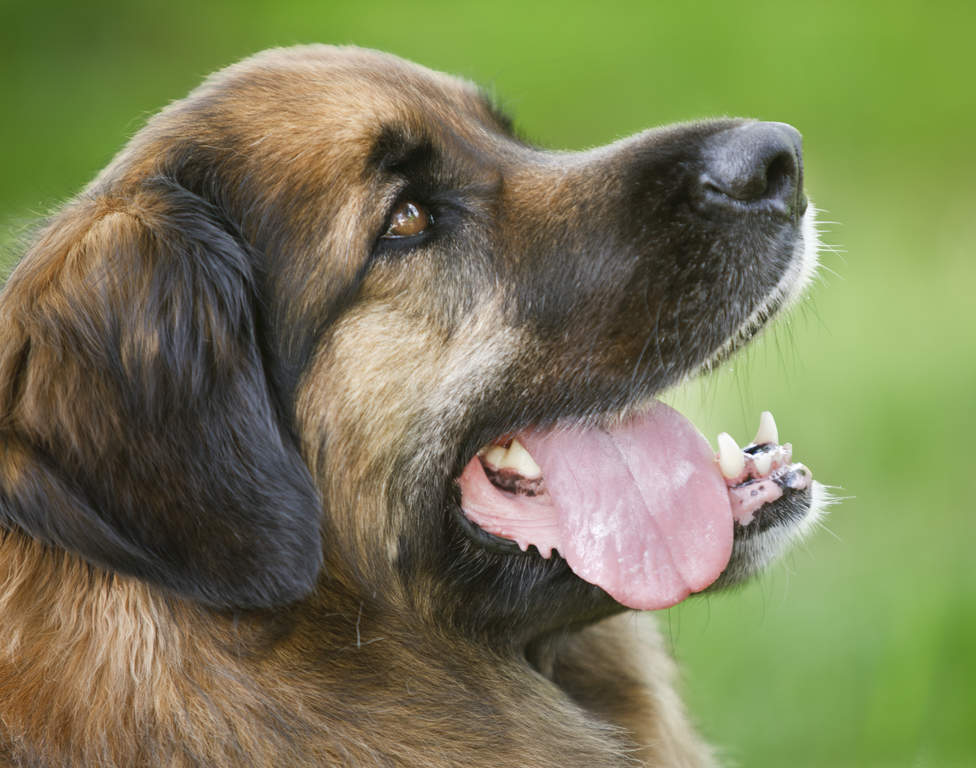 Leonberger | Dogs | Breed Information | Omlet