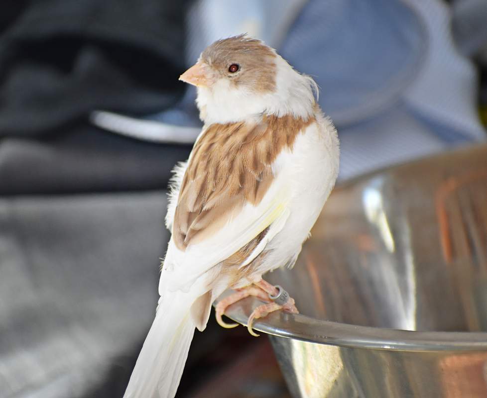 Canary Varieties | Canary | Finches and Canaries | Guide | Omlet US